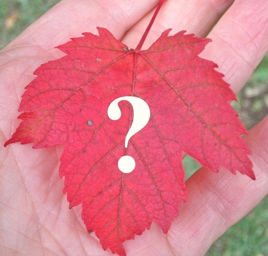 Can't find the tree? - Tree Guide UK - Tree Guides