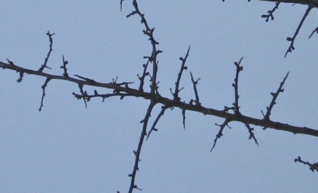Winter tree identification by thorns