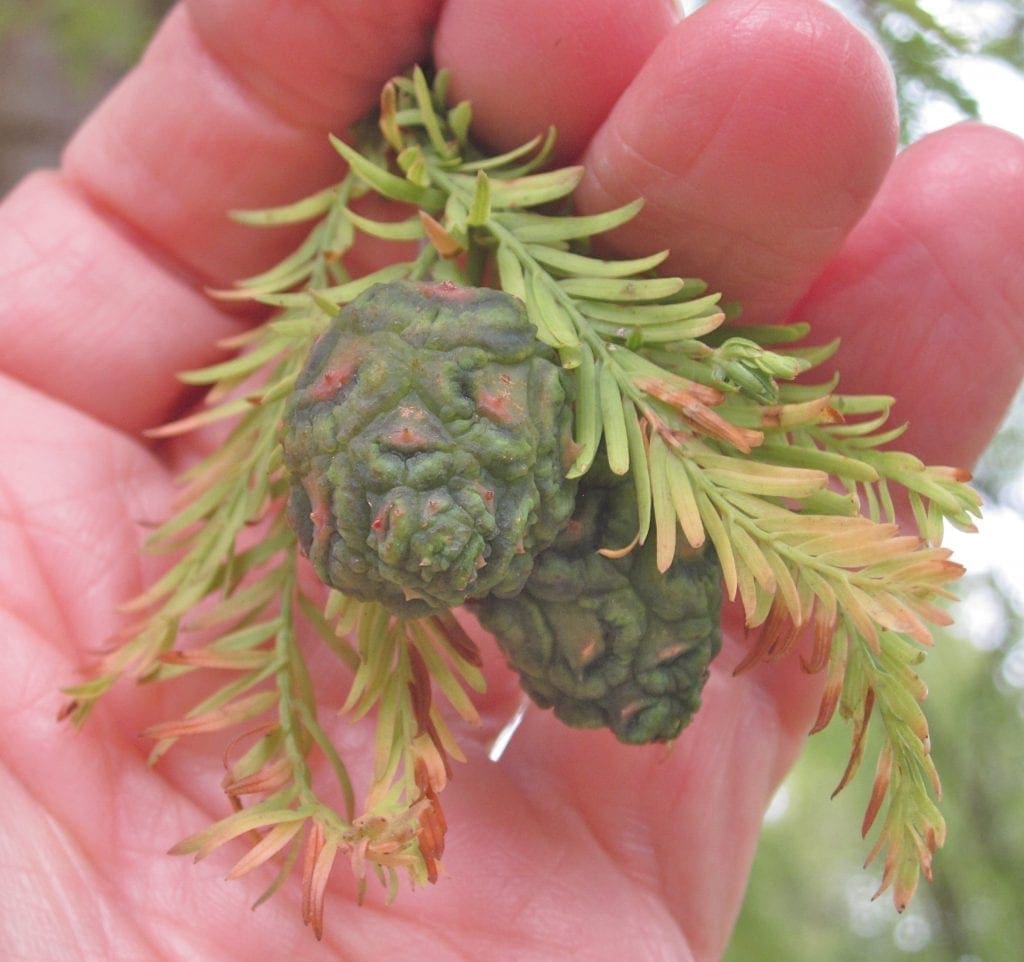 Two Deciduous Conifers - Tree Guide UK