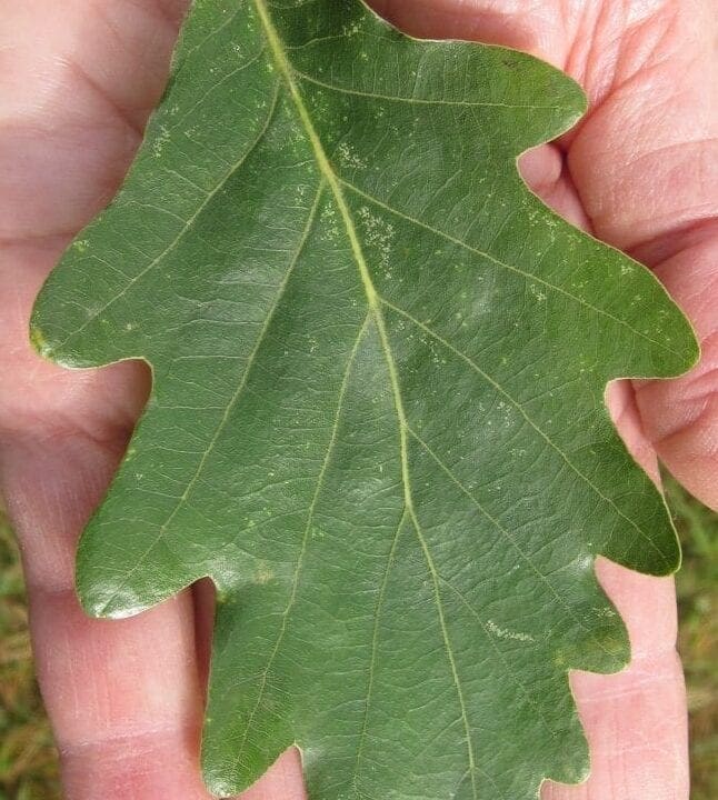 English and Sessile Oak - Tree Guide UK English Oak Sessile Oak