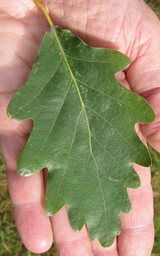 Leaf Lobed Tree Guide UK Tree ID By Pinnately Lobed Leaves Leaf Lobed Tree Guide UK Tree ID By Pinnately Lobed Leaves