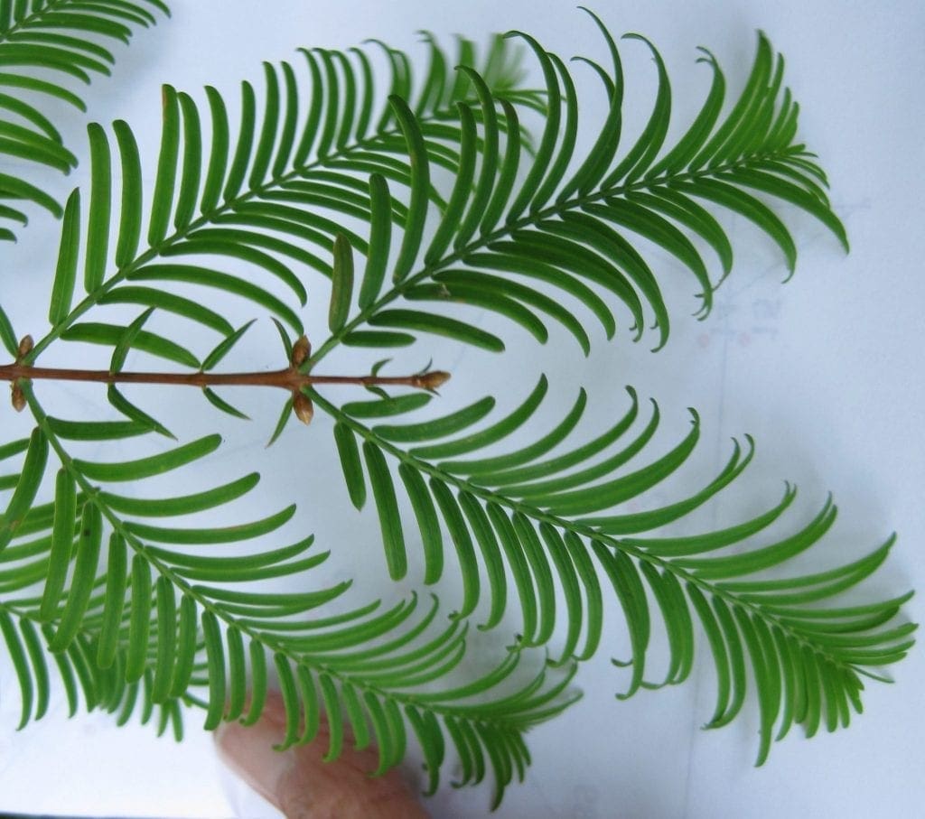 Two Deciduous Conifers - Tree Guide UK