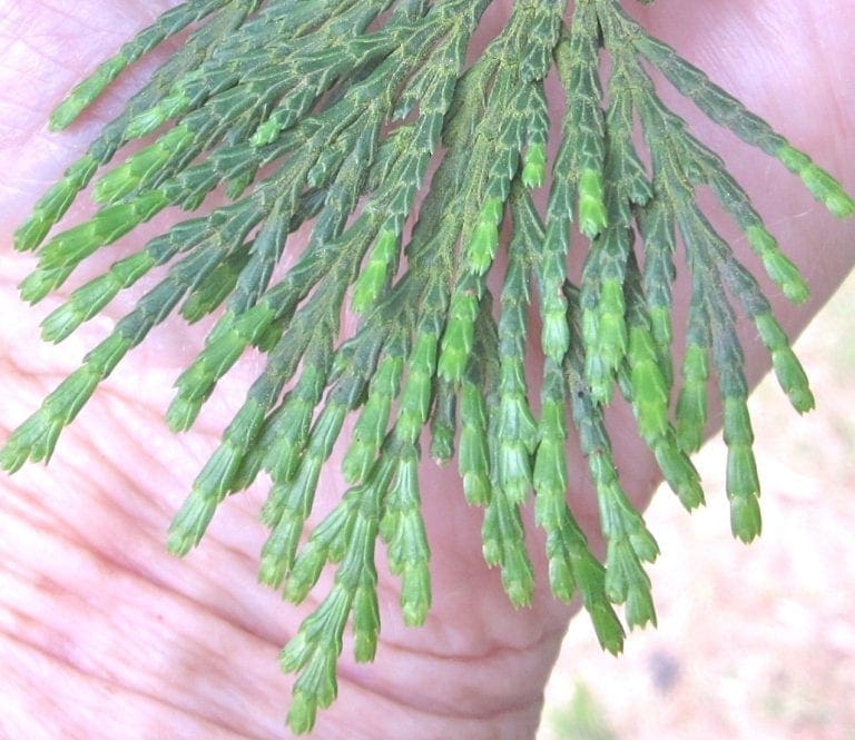 Two False Cedars - Tree Guide UK