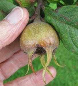 Medlar - Tree Guide UK Medlar tree identification