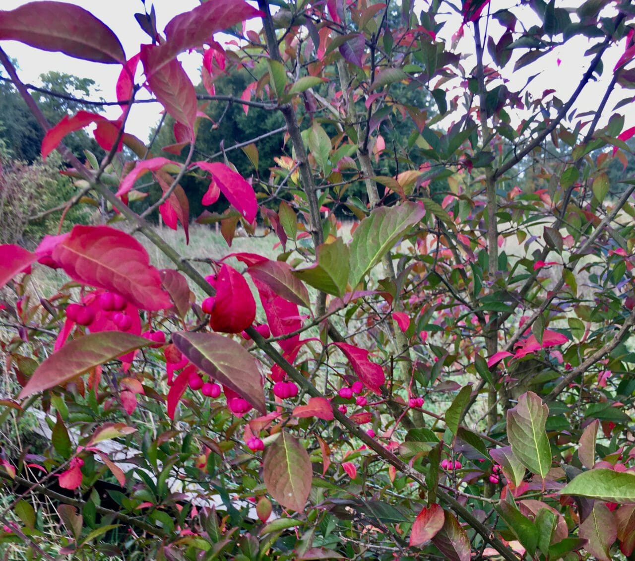Spindle Tree in Autumn - Tree Guide UK - Spindle Tree in Autumn
