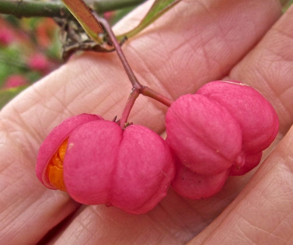Spindle Tree in Autumn - Tree Guide UK - Spindle Tree in Autumn