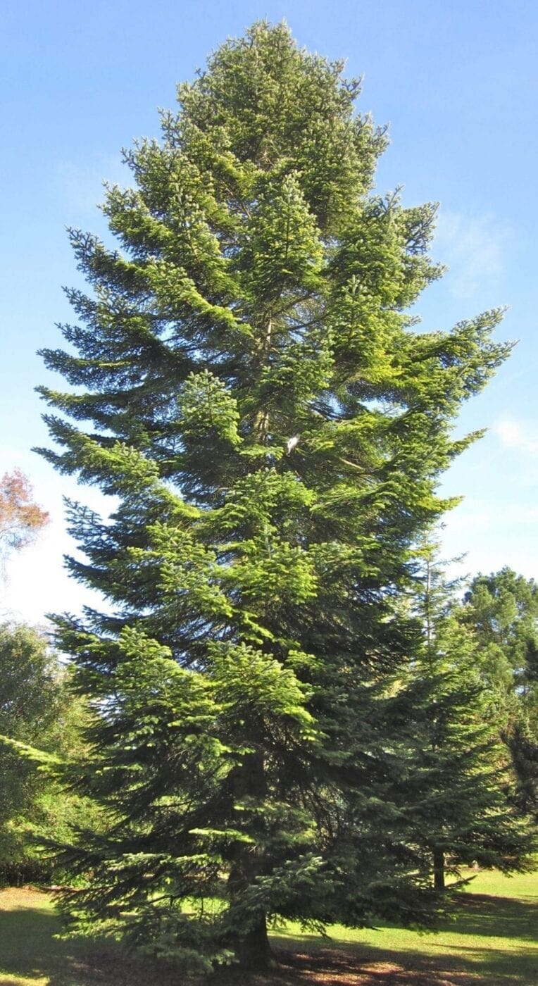 December 2017 - Tree Guide UK