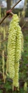 Hazel - Tree Guide UK - Common Hazel tree identification