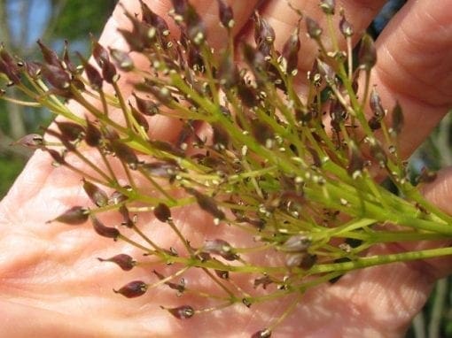Ash - Tree Guide UK - Common Ash Tree identification