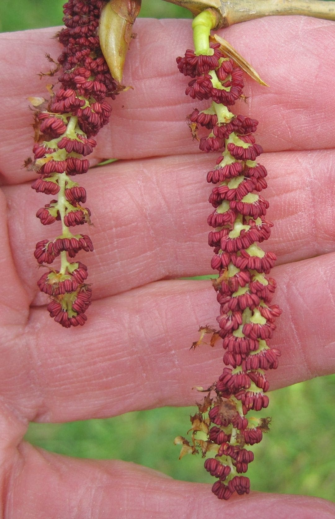 Four Urban Poplars - Tree Guide UK