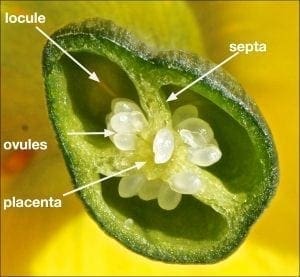 Ovules and Placentas - Tree Guide UK Flower ovary and placenta