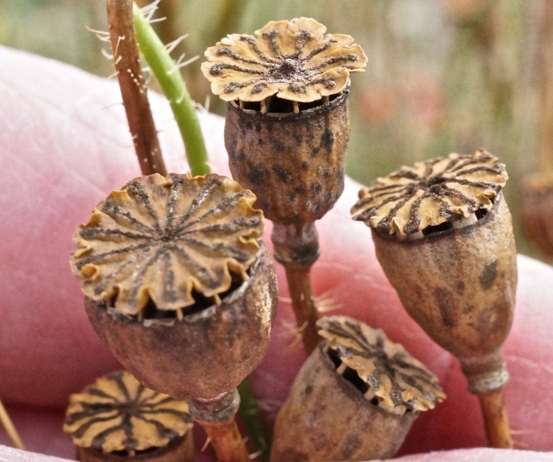 Dry Fruits - Tree Guide UK Dry Dehiscent and Indehiscent Fruits