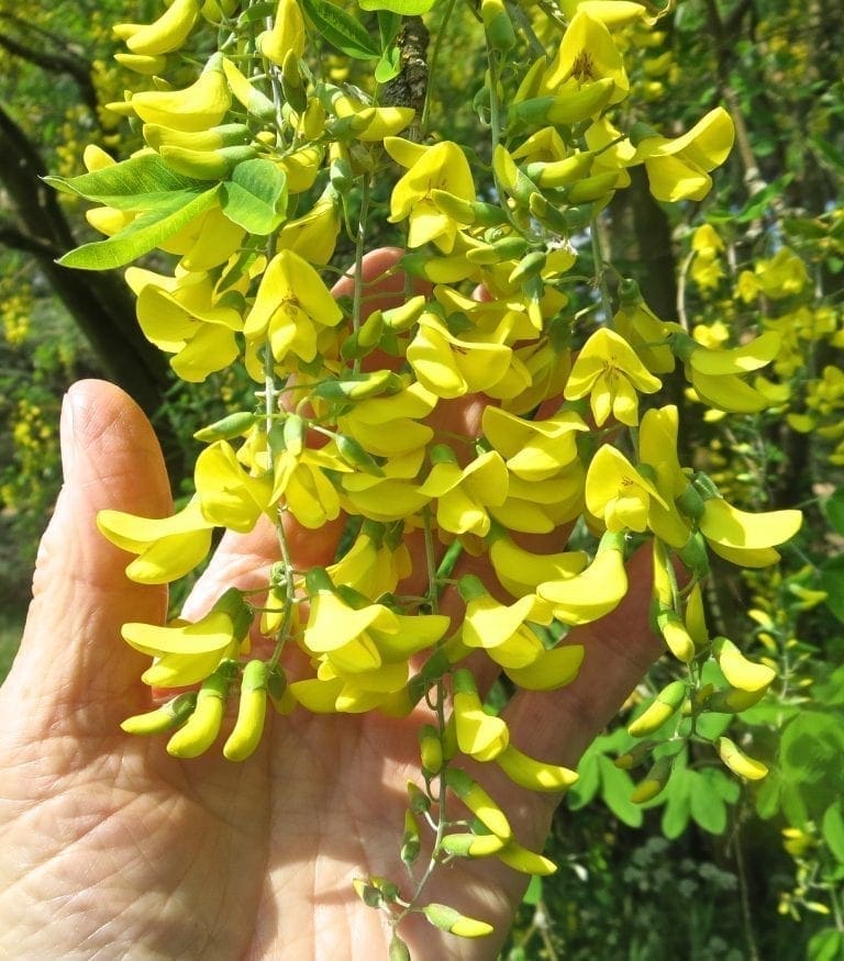 Laburnum - Tree Guide UK - Laburnum tree identification