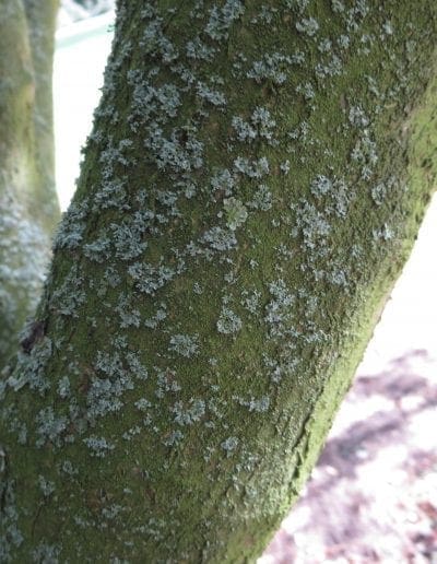 Tree Species - Tree Guide UK