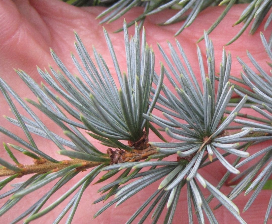 Conifer Leaf Key - Tree Guide UK - Conifer tree ID