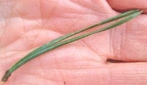 Conifer Leaf Key - Tree Guide UK Conifer tree identification by leaf shape