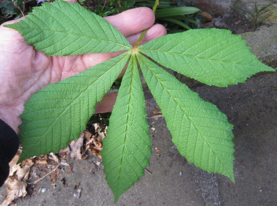 Broadleaf Leaf Key - Tree Guide UK - Broadleaf tree ID by leaf shape
