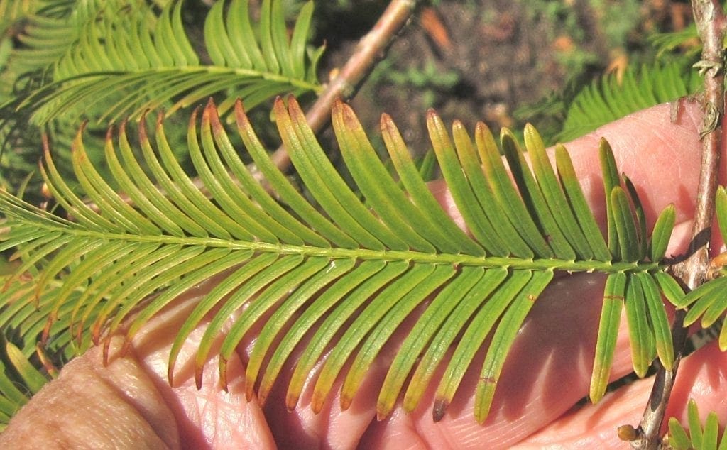 Conifer Leaf Key - Tree Guide UK Conifer tree identification by leaf shape