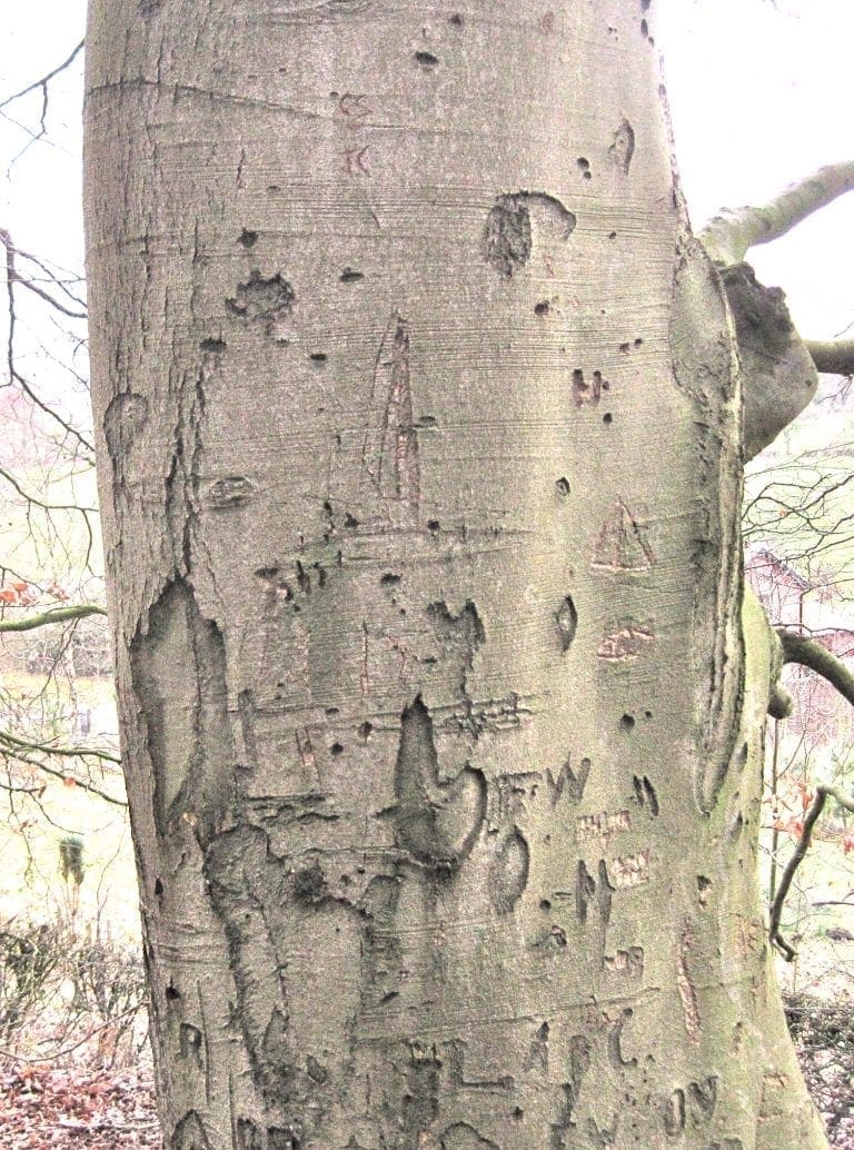 Bark - Tree Guide UK Bark used for tree identification