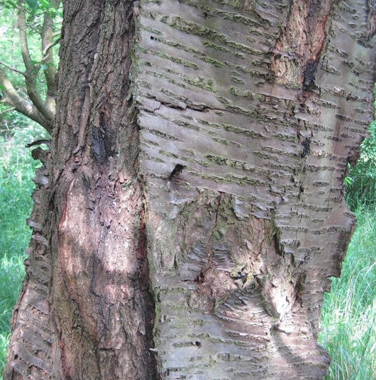 Bark - Tree Guide UK - Tree identification by type of bark