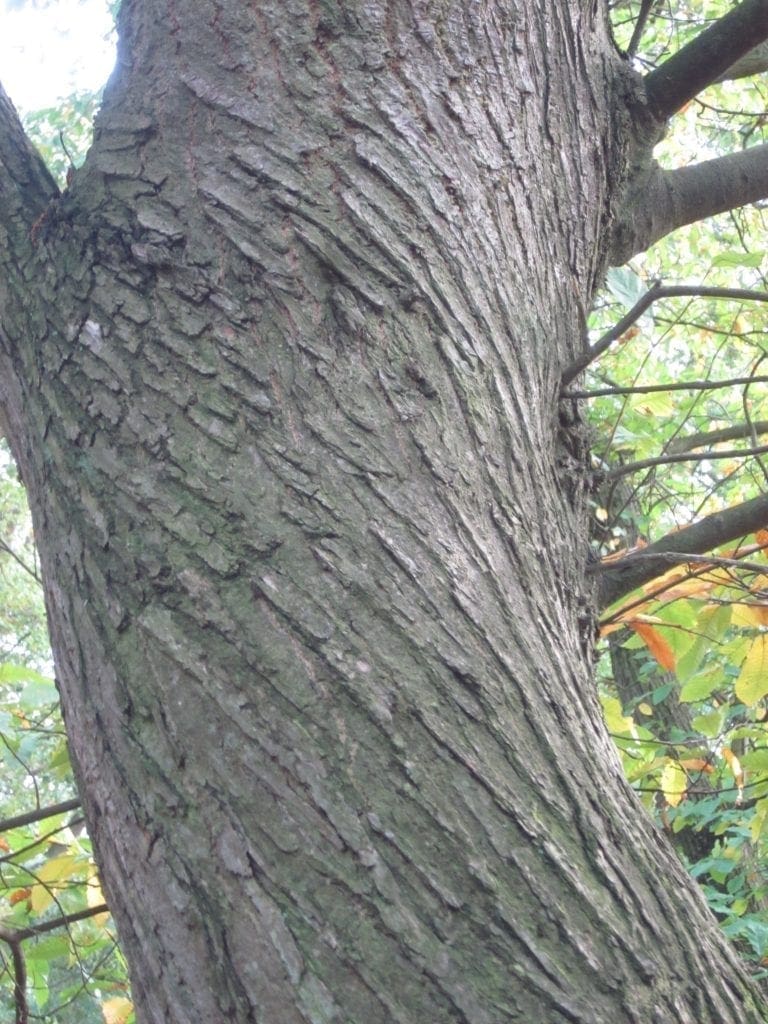 Bark - Tree Guide UK - Tree identification by type of bark