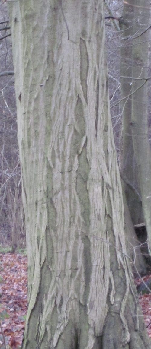Bark Tree Guide Uk