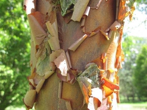 Bark - Tree Guide UK - Tree identification by type of bark