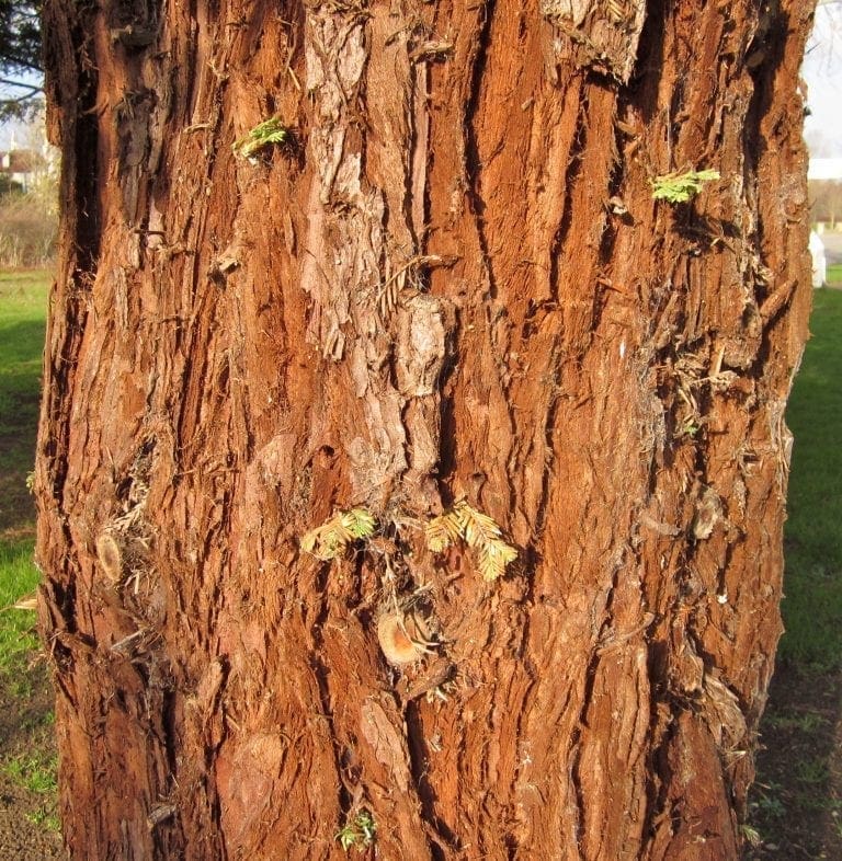 Bark - Tree Guide UK - Tree identification by type of bark