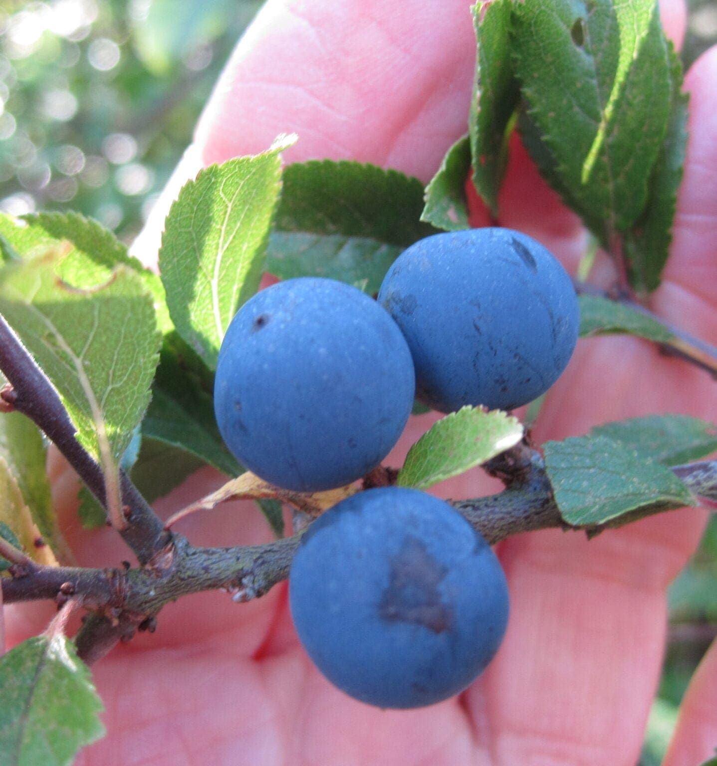 Blackthorn - Tree Guide UK Blackthorn identification