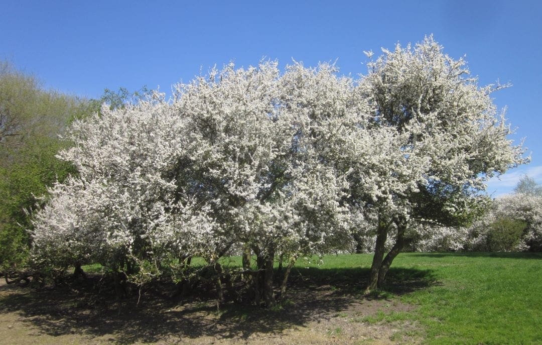 Blackthorn - Tree Guide UK Blackthorn identification