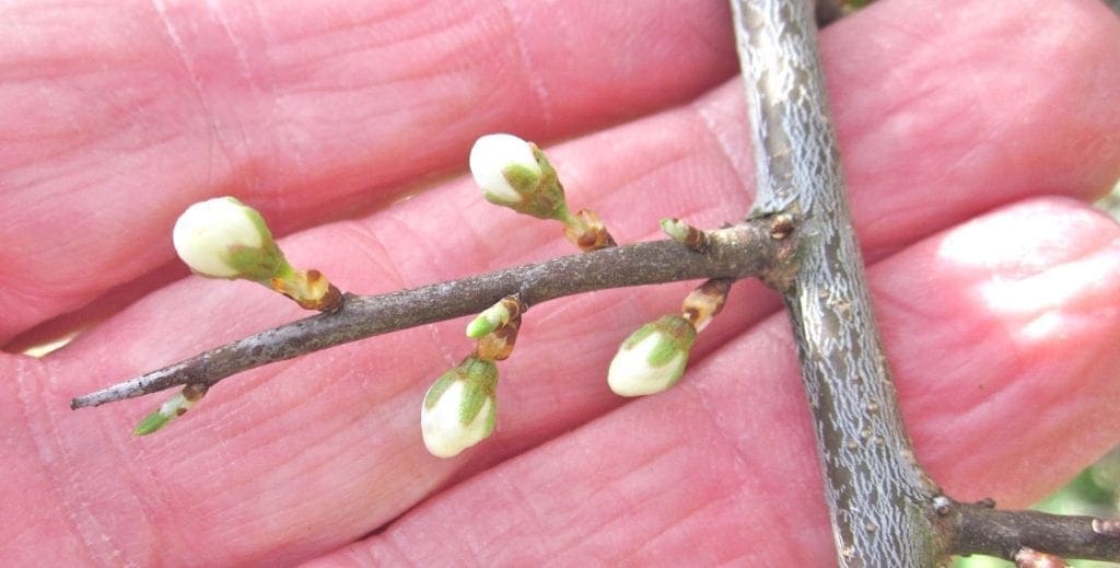 Thorns - Tree Guide UK - Tree identification by thorns