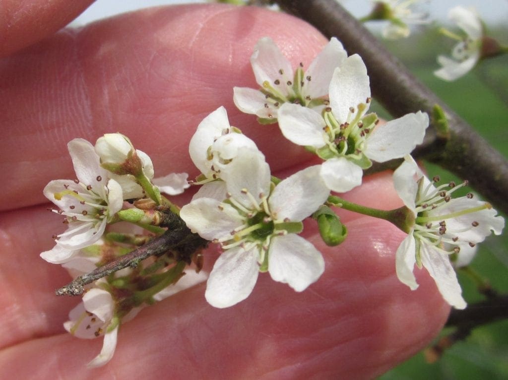 Blackthorn - Tree Guide UK Blackthorn identification