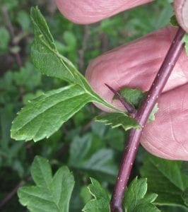 Thorns - Tree Guide UK - Tree identification by thorns
