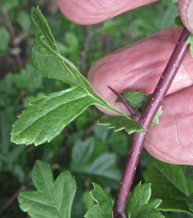 Thorns - Tree Guide UK - Tree identification by thorns