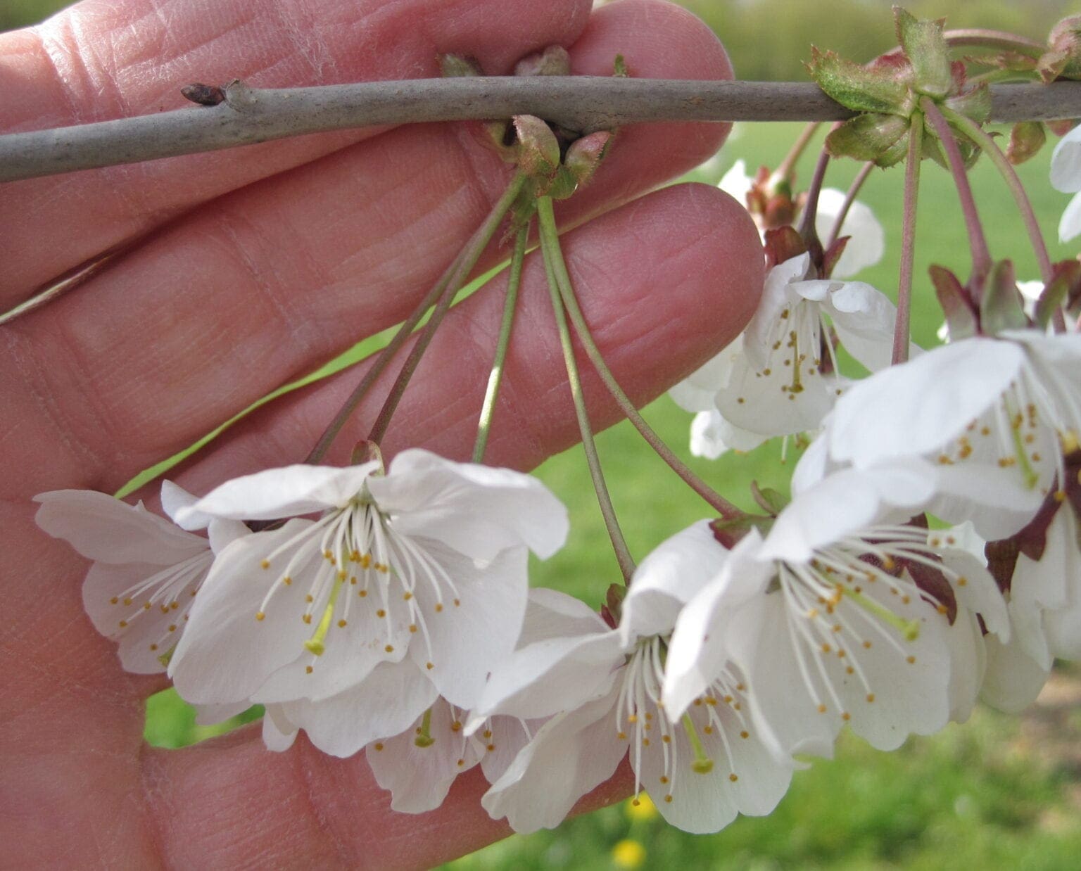 Cherry Blossom Trees - Cherry blossom tree identification