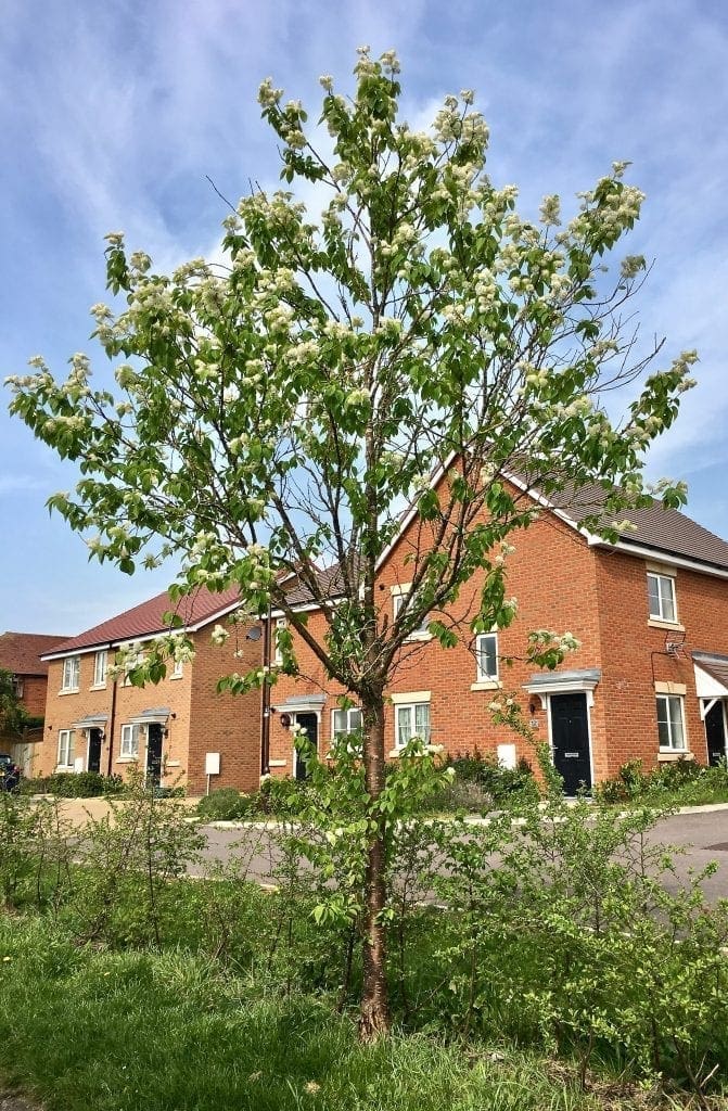 Manchurian Cherry - Tree Guide UK