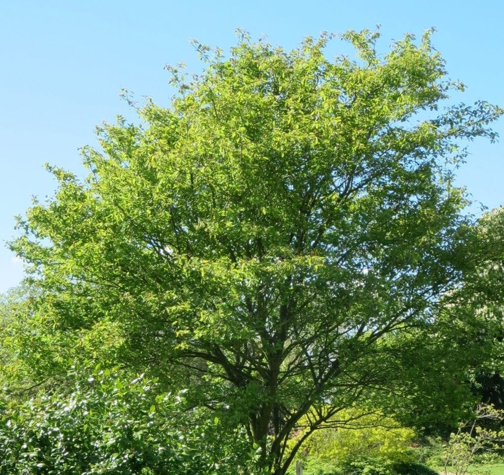 Snowy Mespil - Tree Guide UK Snowy Mespil identification