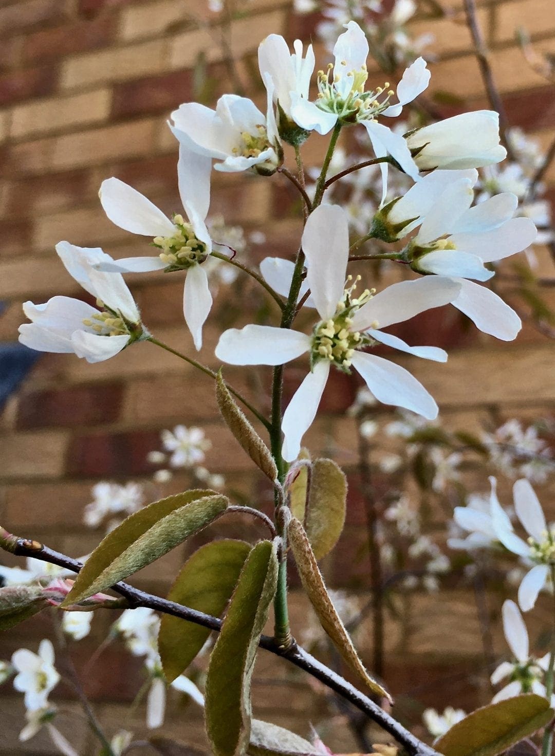 Snowy Mespil - Tree Guide UK Snowy Mespil identification