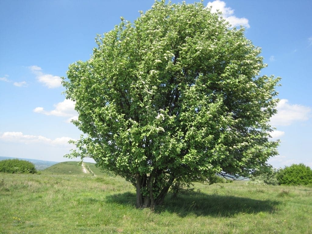 Whitebeam - Tree Guide UK - Common Whitebeam