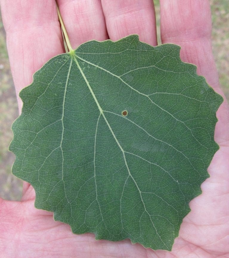 Broadleaf Leaf Key - Tree Guide UK - Broadleaf tree ID by leaf shape