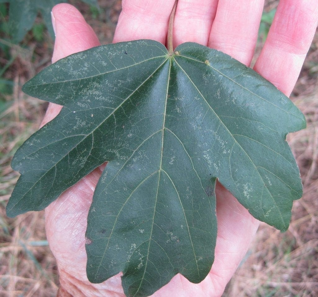 Broadleaf Leaf Key - Tree Guide UK - Broadleaf tree ID by leaf shape