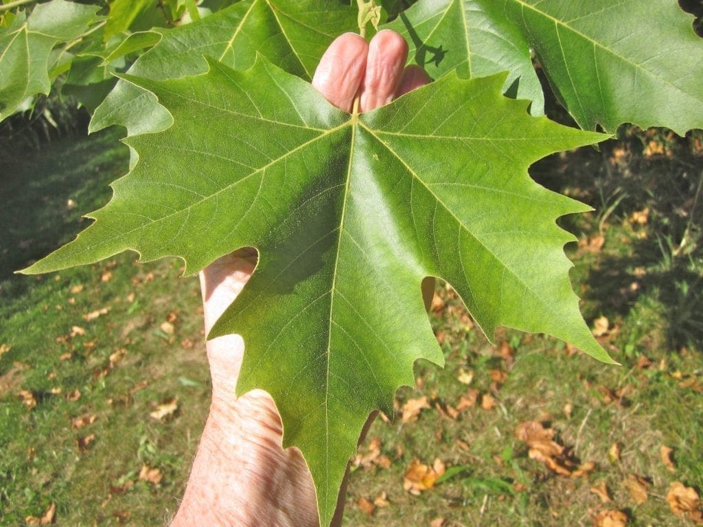 Broadleaf Leaf Key - Tree Guide UK - Broadleaf tree ID by leaf shape