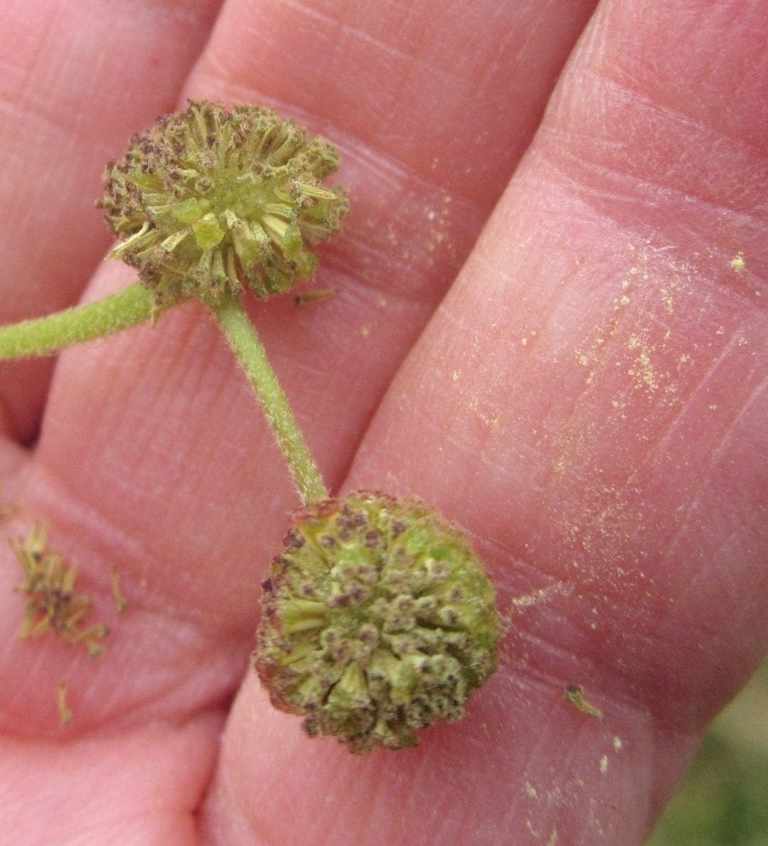 Plane Tree Flowers - Tree Guide UK