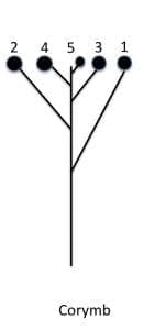 Inflorescences - Tree Guide UK