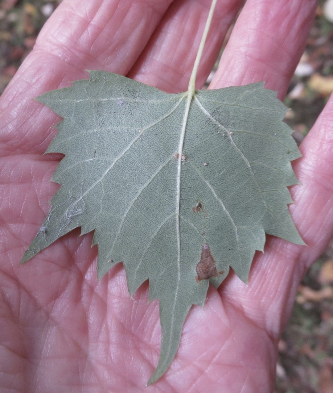 Three unusual Lime Trees - Tree Guide UK