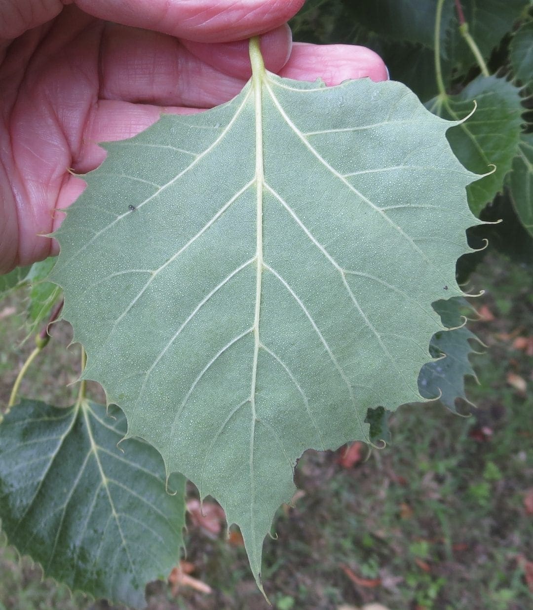 Three unusual Lime Trees - Tree Guide UK