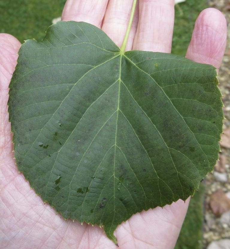 Three unusual Lime Trees - Tree Guide UK