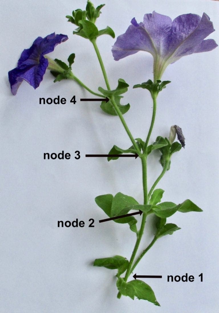 Inflorescences - Tree Guide UK