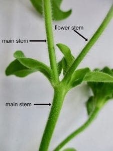 Inflorescences - Tree Guide UK