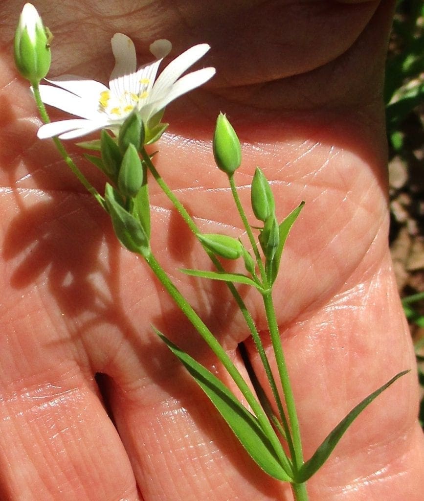 Inflorescences-examples - Tree Guide UK - inflorescence examples